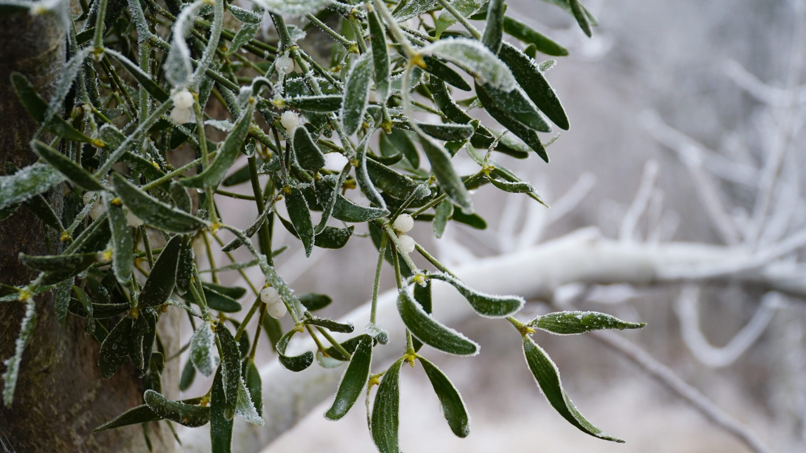Cold Dipping and Mistletoe Magic: A Refreshing Christmas Tradition ...